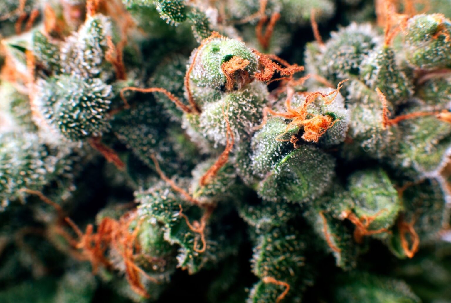Top 10 High THC Strains in Canada - A Complete Guide to Potent Cannabis ...